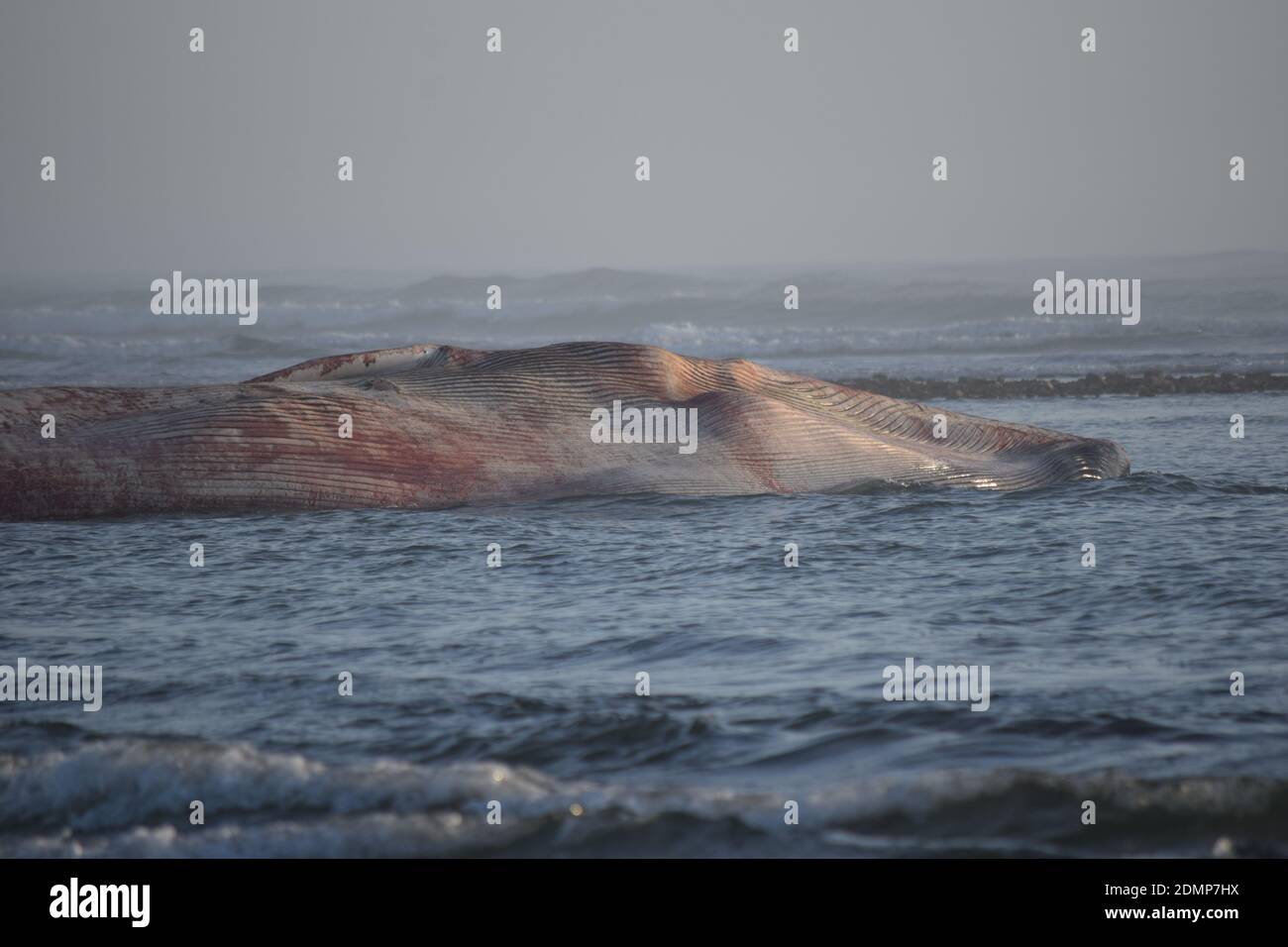 Whale corpse underwater hi-res stock photography and images - Alamy
