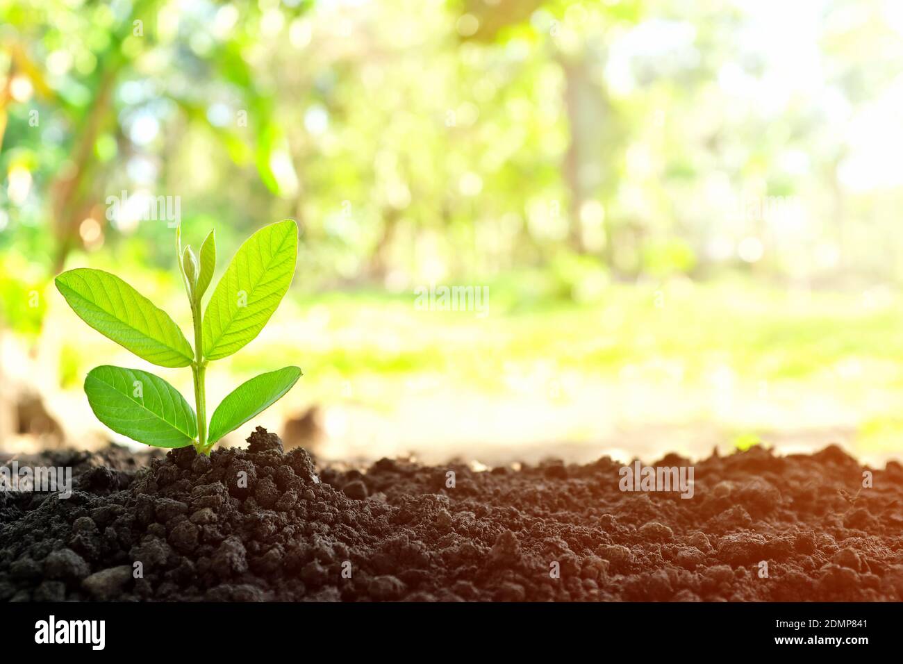 Growing plant seedling tree sapling on soil at sunrise with copy space ...