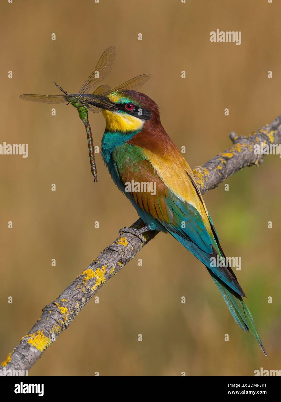 Bijeneter met prooi, European Bee-eater with prey Stock Photo - Alamy