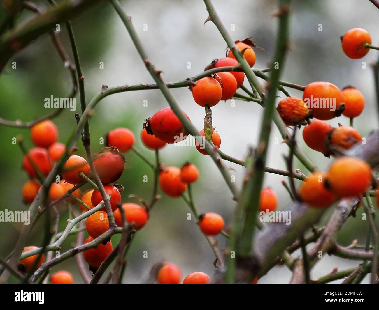 Growing turkey berry plant hi-res stock photography and images - Alamy
