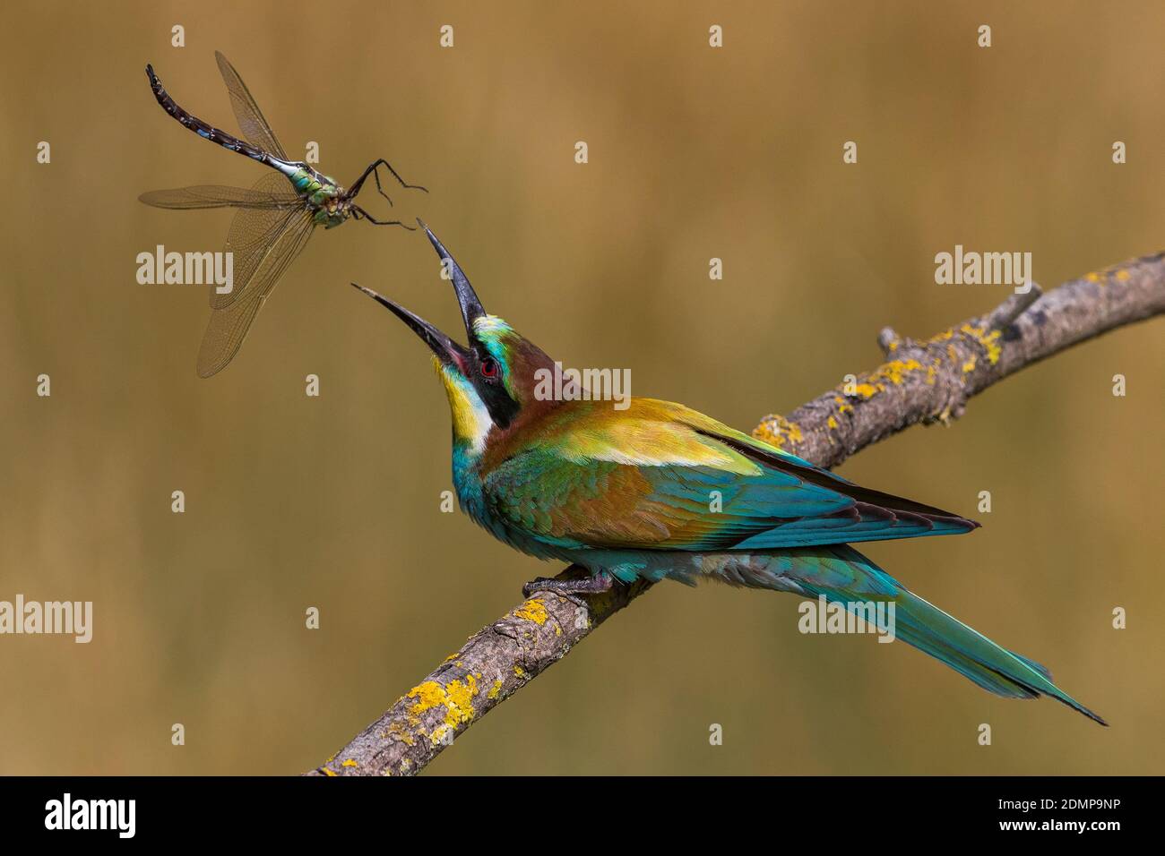 Bijeneter met prooi, European Bee-eater with prey Stock Photo - Alamy