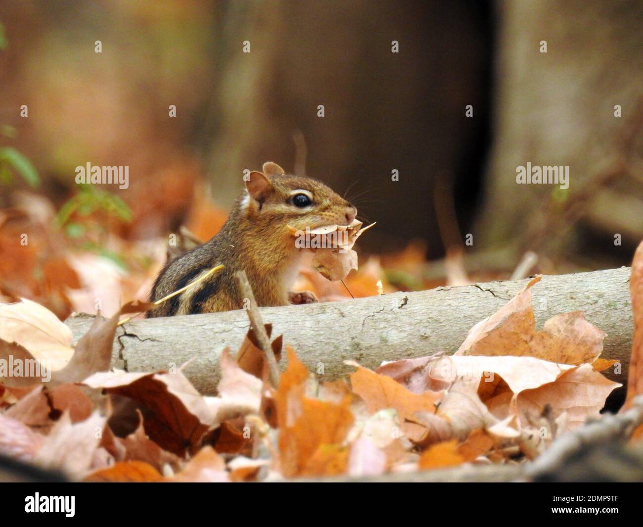 Chipmunk Nest High Resolution Stock Photography and Images - Alamy
