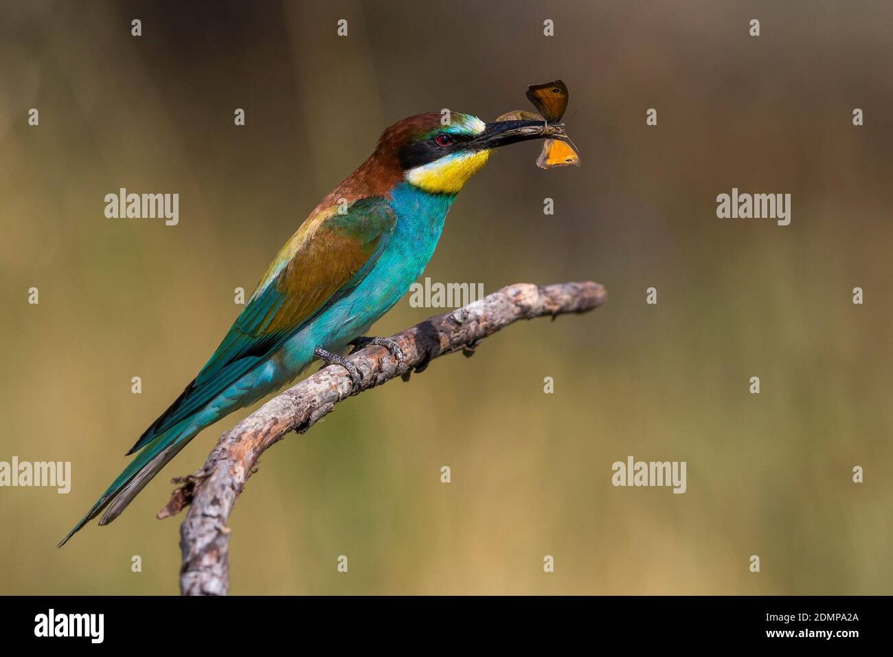 Bijeneter met prooi, European Bee-eater with prey Stock Photo - Alamy