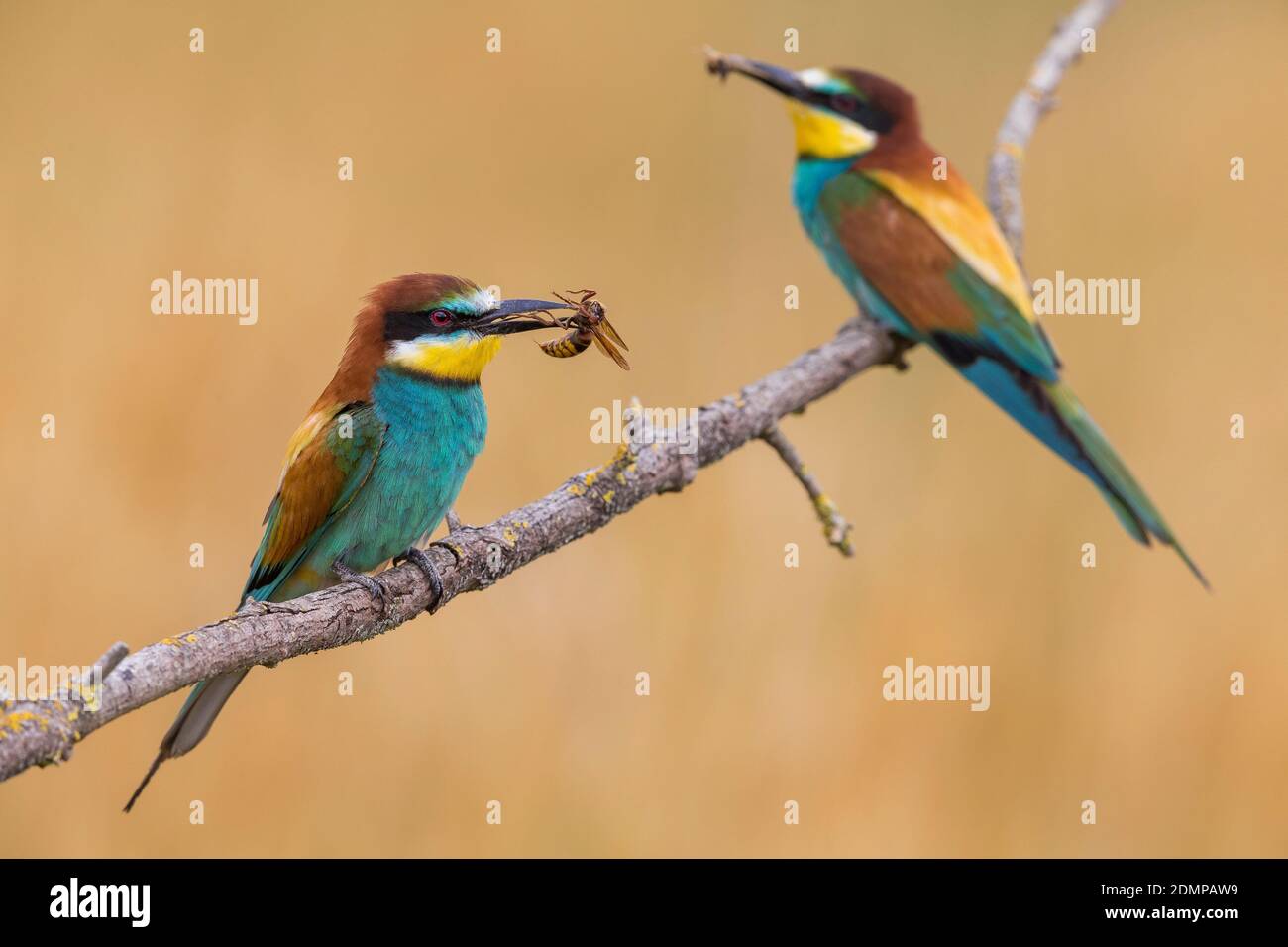 Bijeneter met prooi, European Bee-eater with prey Stock Photo - Alamy