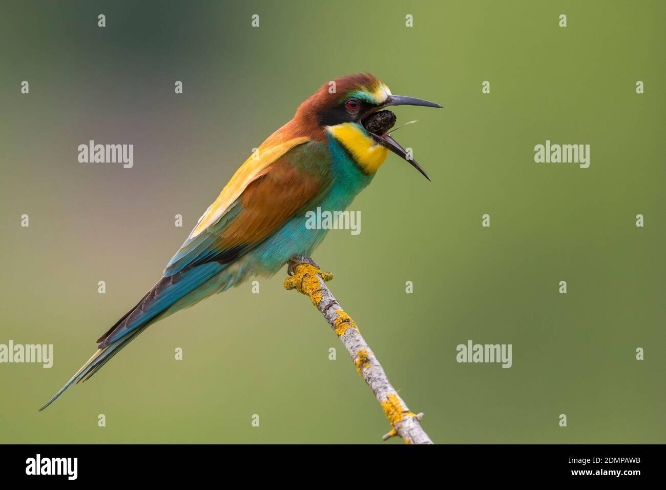Bijeneter brakend, European Bee-eater throwing up Stock Photo - Alamy