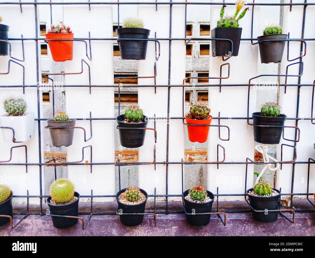 Metal window succulent hi-res stock photography and images - Alamy