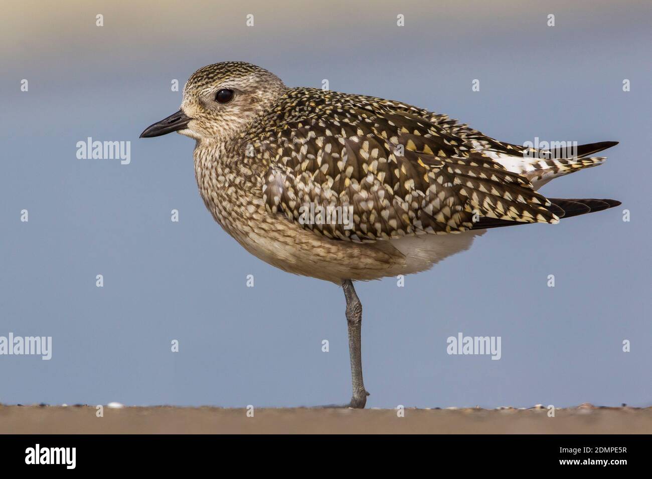 Zilverplevier; Grey Plover Stock Photo - Alamy