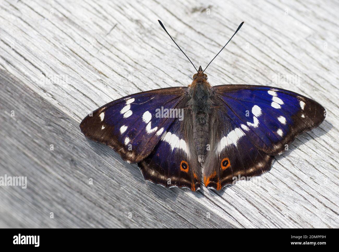 Schiller butterfly hi-res stock photography and images - Alamy