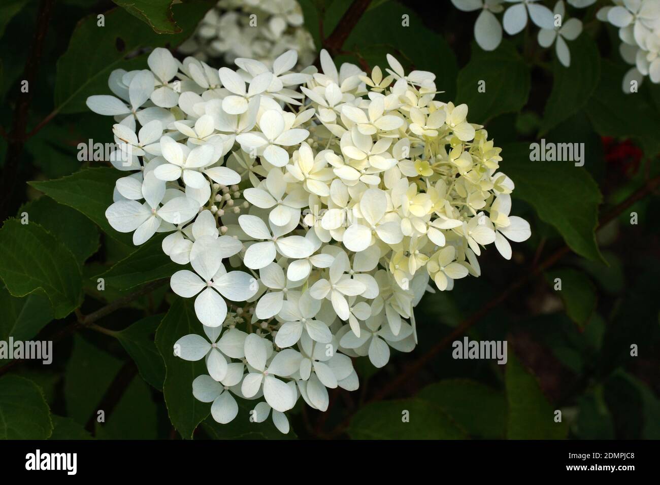 Hydrangea paniculata Phantom. Flower in the garden outdoors Stock Photo ...