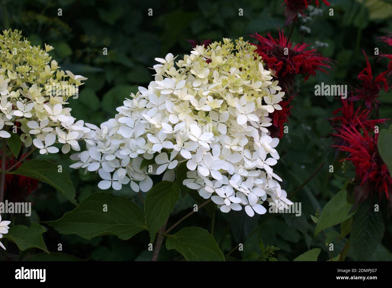 Hydrangea paniculata Phantom. Flower in the garden outdoors Stock Photo ...