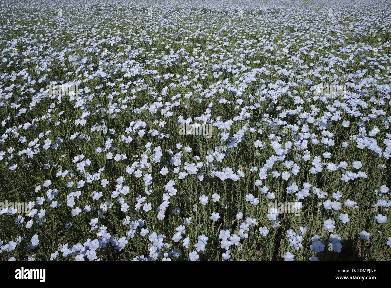 Linen field hi-res stock photography and images - Alamy