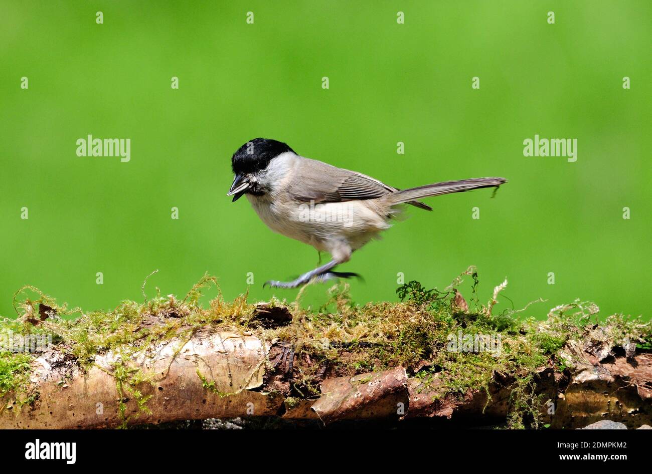 Willow tit hovering landing on a branch Parus montanus Stock Photo - Alamy
