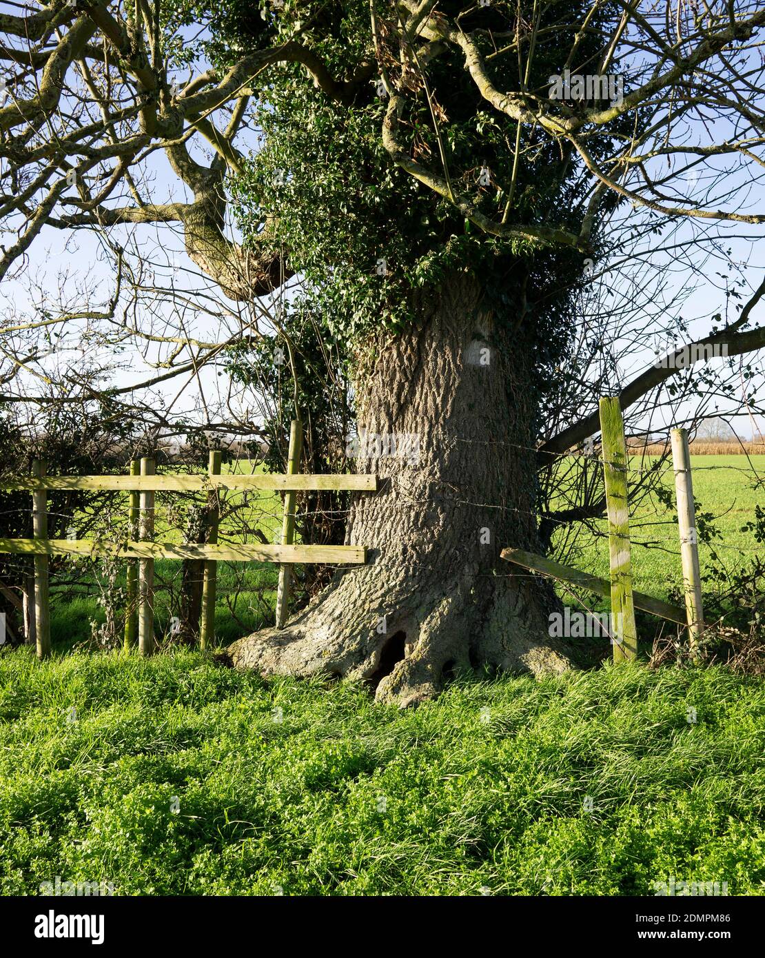 Wooden farm fence attached to a tree Stock Photo - Alamy