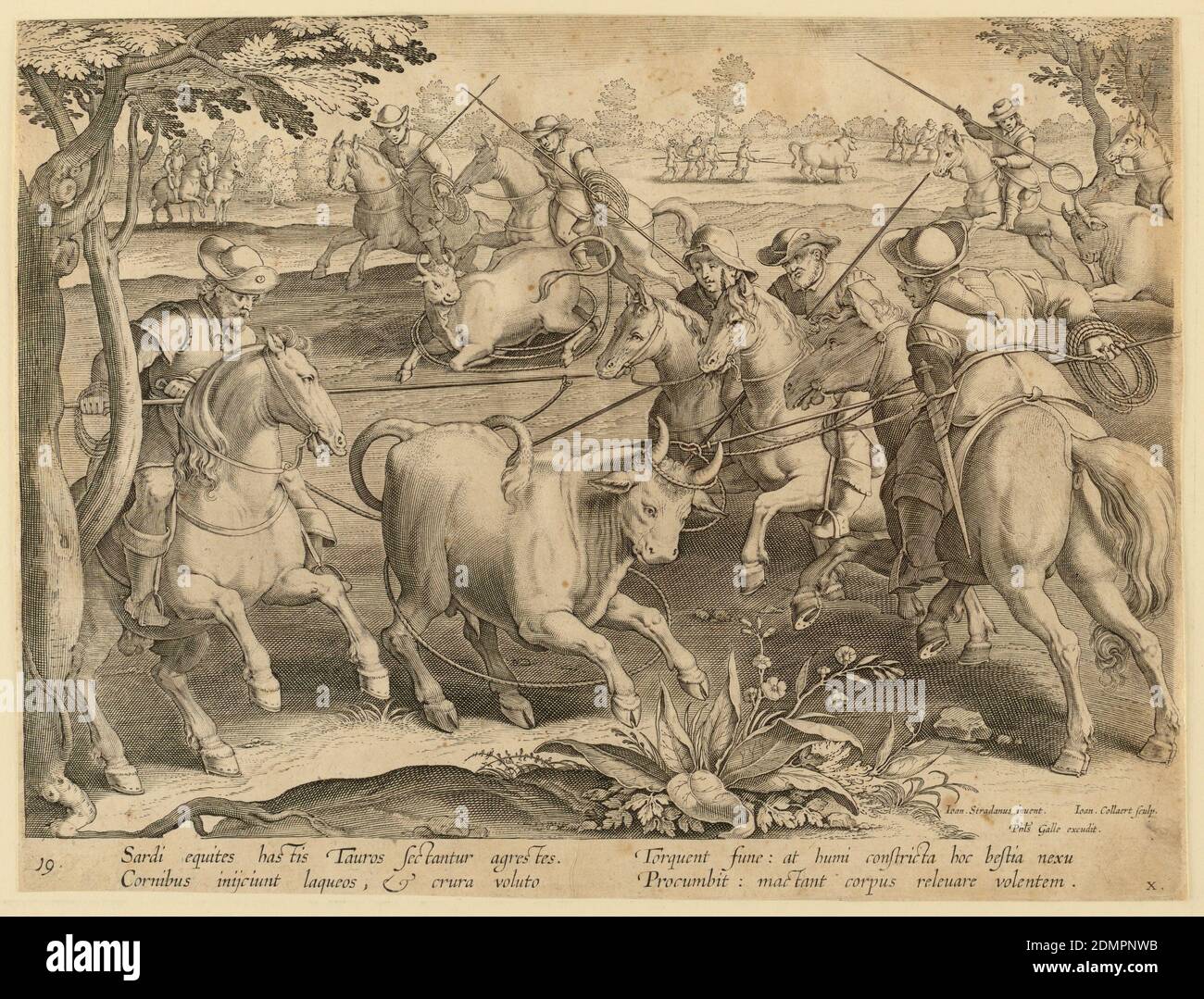 Trapping wild bulls hi-res stock photography and images - Alamy