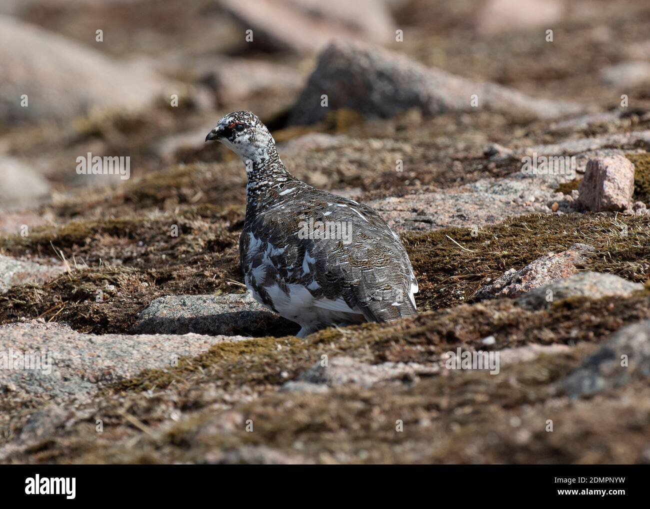 Ptarmigan (Lagopus mutus), in spring plumage, Cairngorms, Scotland ...