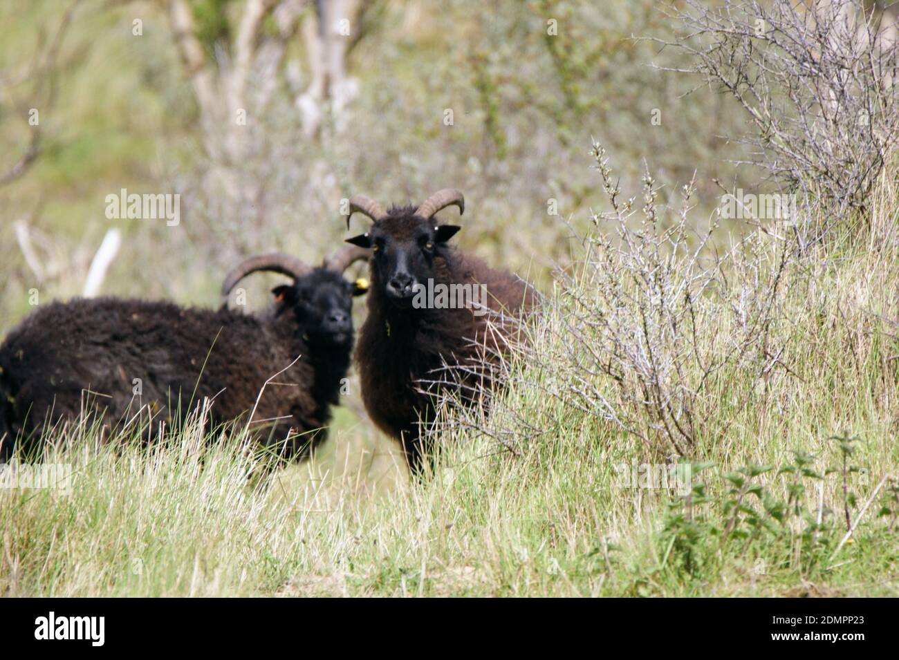 Two black sheep hi-res stock photography and images - Alamy