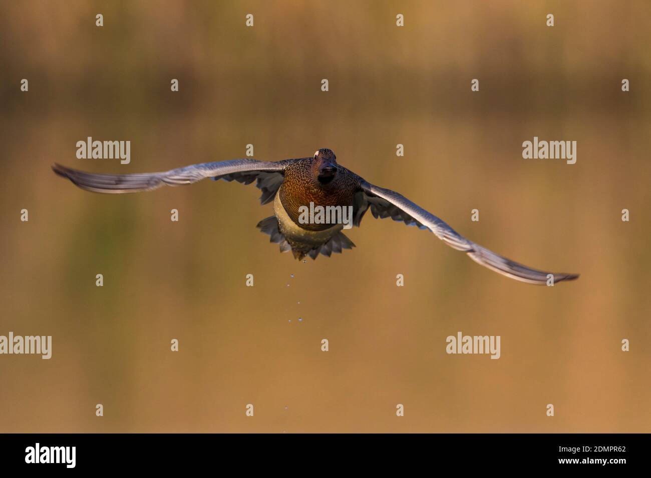 Vliegend mannetje Zomertaling, Garganey male in flight Stock Photo - Alamy