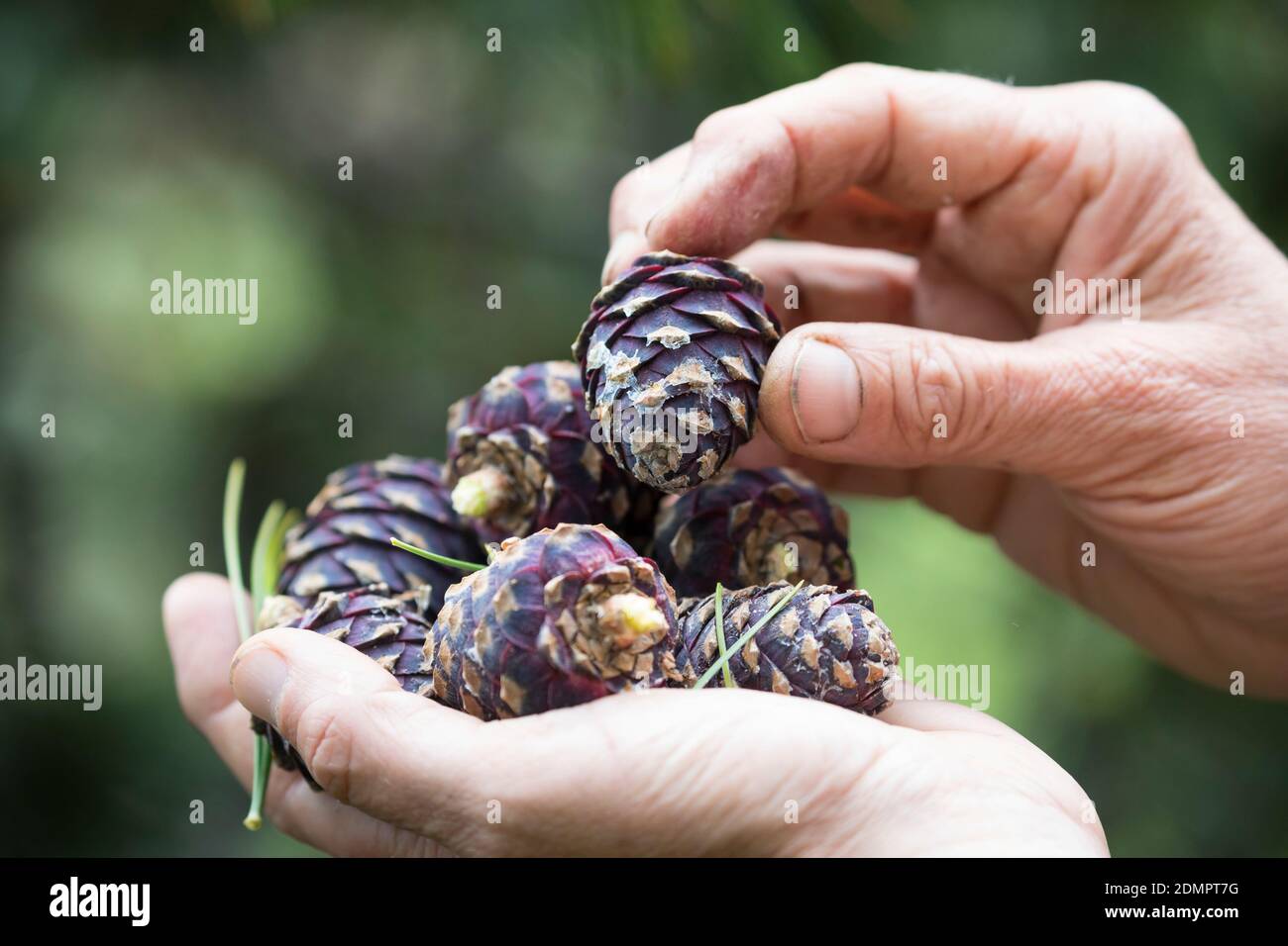 Zirbelkiefer pinus cembra hi-res stock photography and images - Alamy