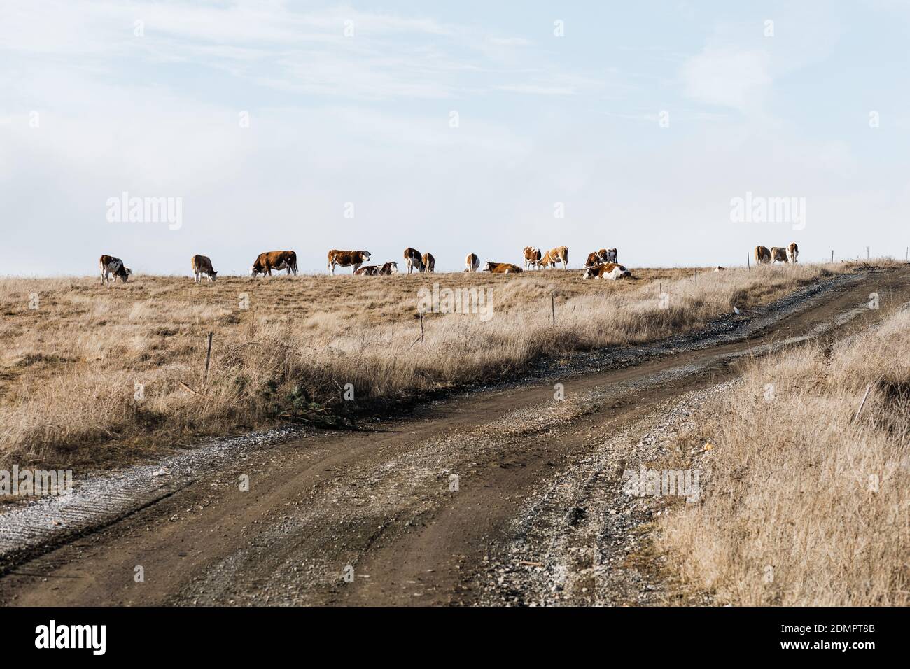 Group of cows in the field in autumn Stock Photo - Alamy