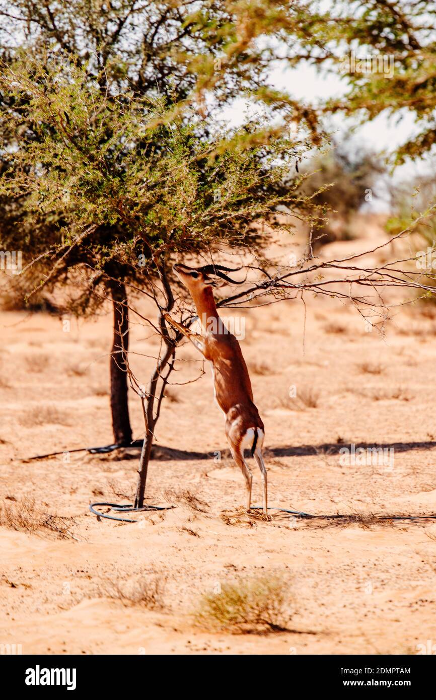 Gazelle eating plant hi-res stock photography and images - Alamy