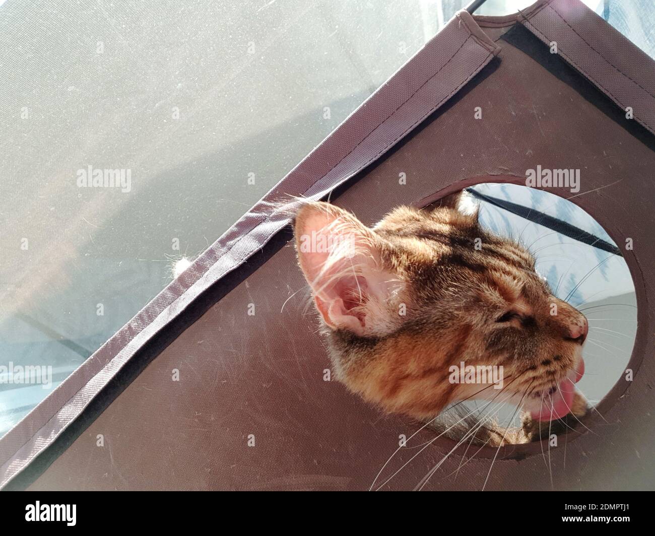 Cat looking into a mirror hi-res stock photography and images - Alamy