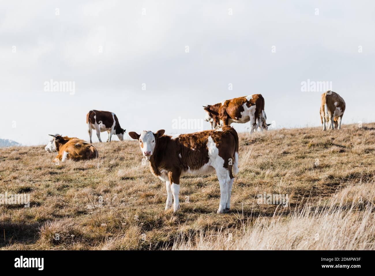 Group of cows hi-res stock photography and images - Alamy