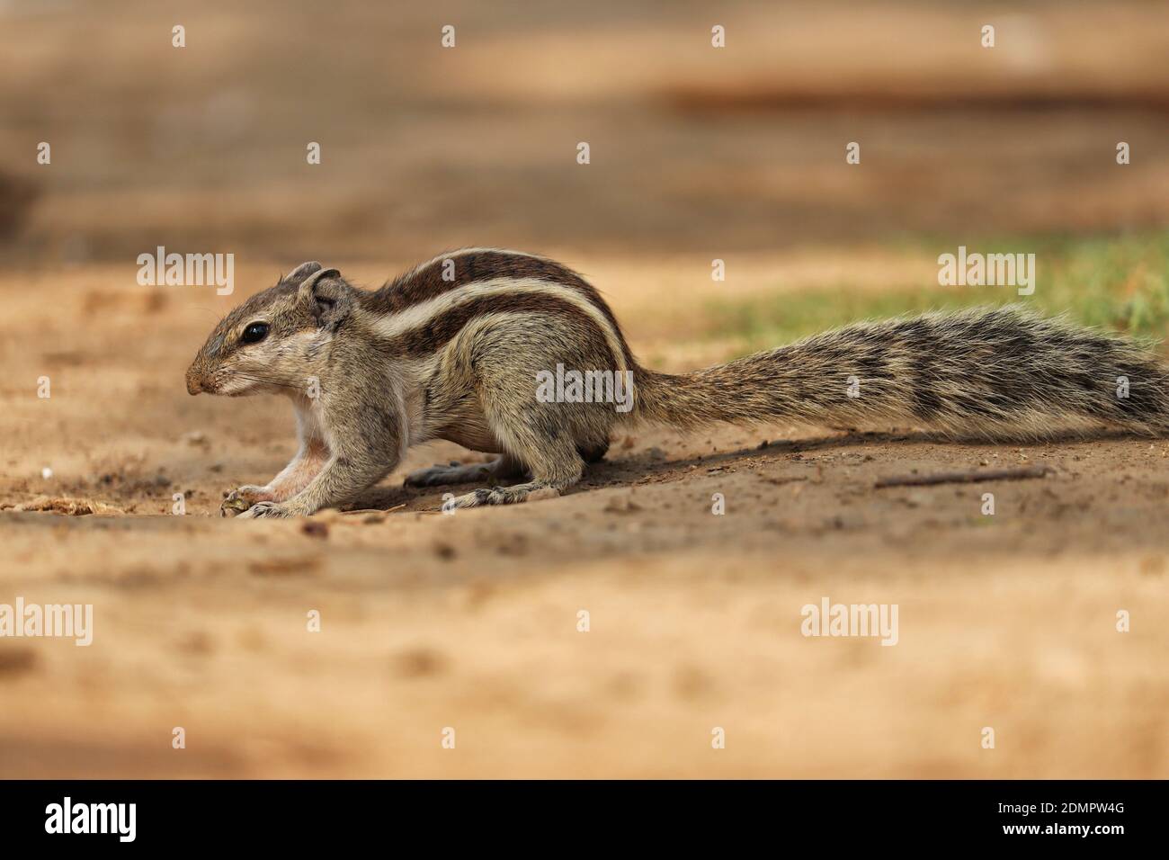 Spotted ground squirrel hi-res stock photography and images - Alamy