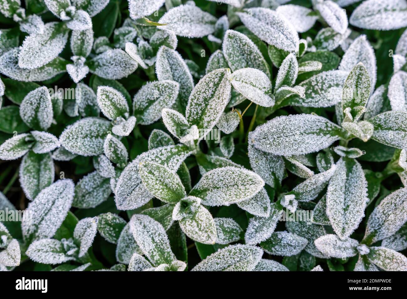 Selective focus. First frost on a frozen field plants, late autumn ...