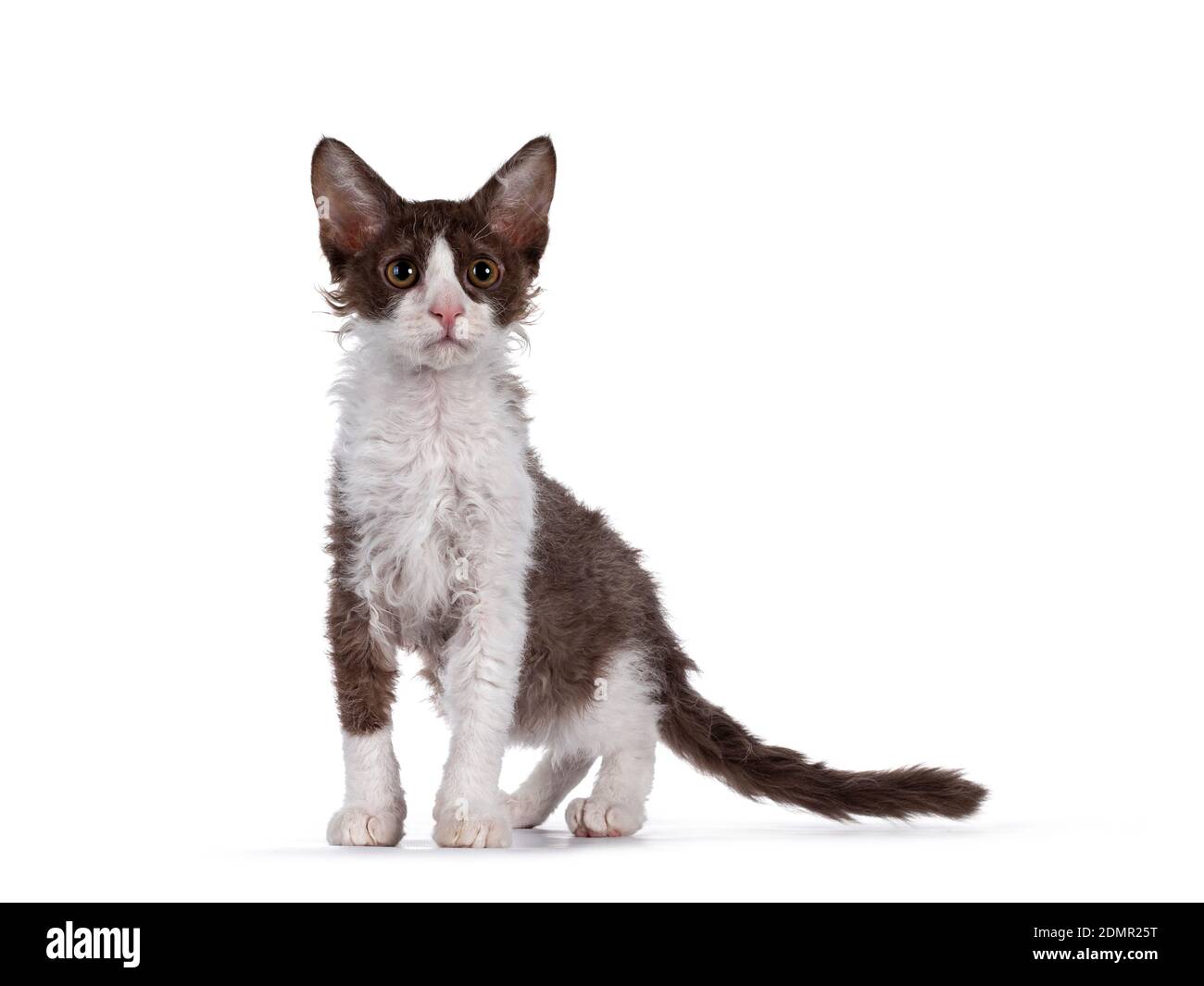 Cute brown with white LaPerm cat kitten, standing side ways. Looking up ...