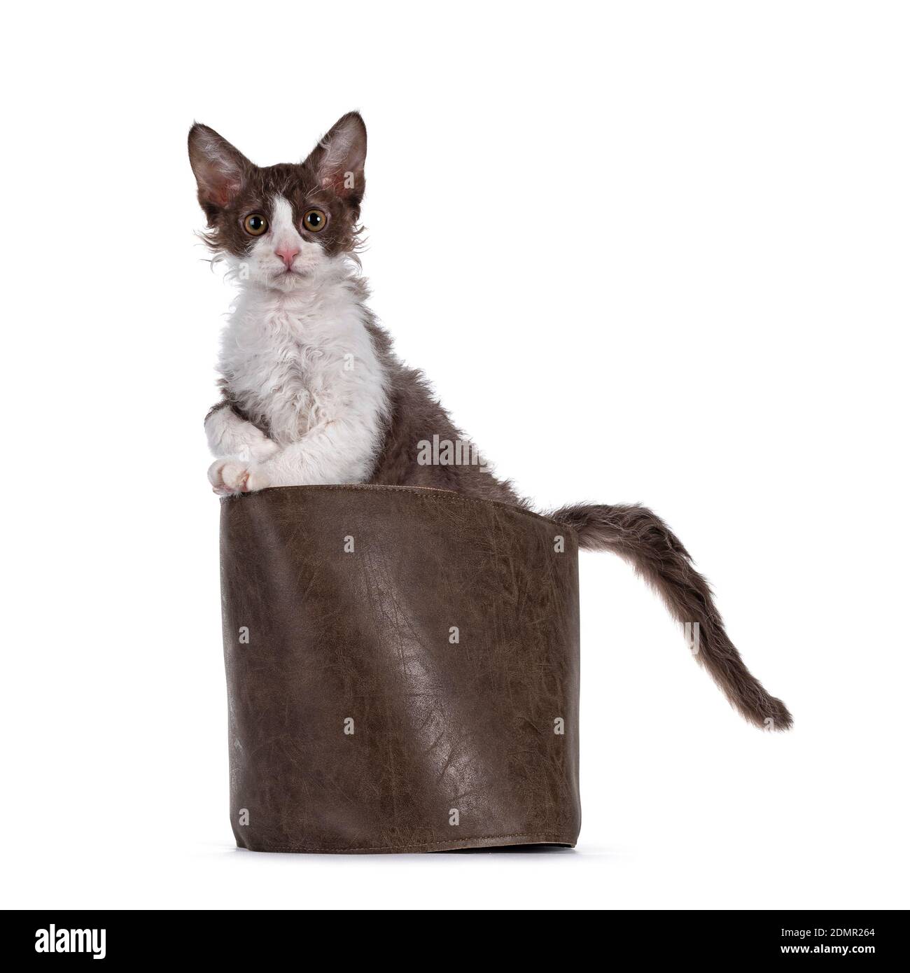 Cute brown with white LaPerm cat kitten, standing side ways in brown ...