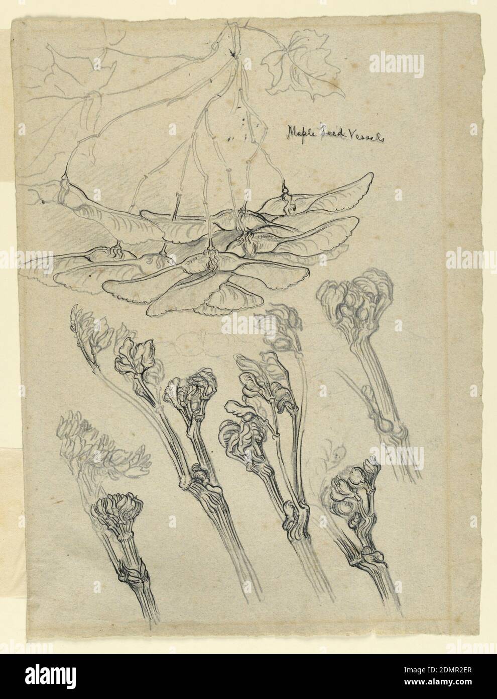 Maple seed vessels hi-res stock photography and images - Alamy