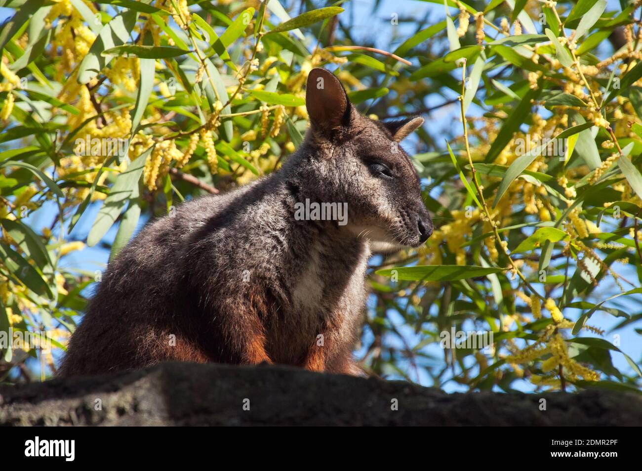 Sydney Australia, swamp wallaby on rock ledge with flowering acacia ...