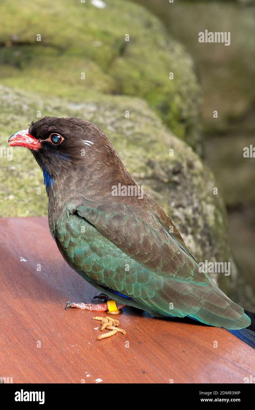 Sydney Australia, Oriental Dollarbird standing on wooden railing Stock ...