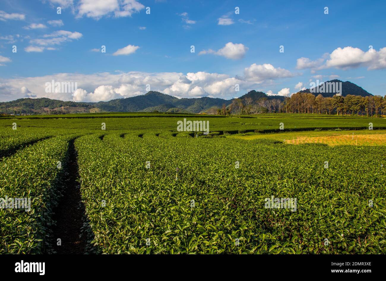 The tea plantations around Chiang Rai Thailand Stock Photo - Alamy