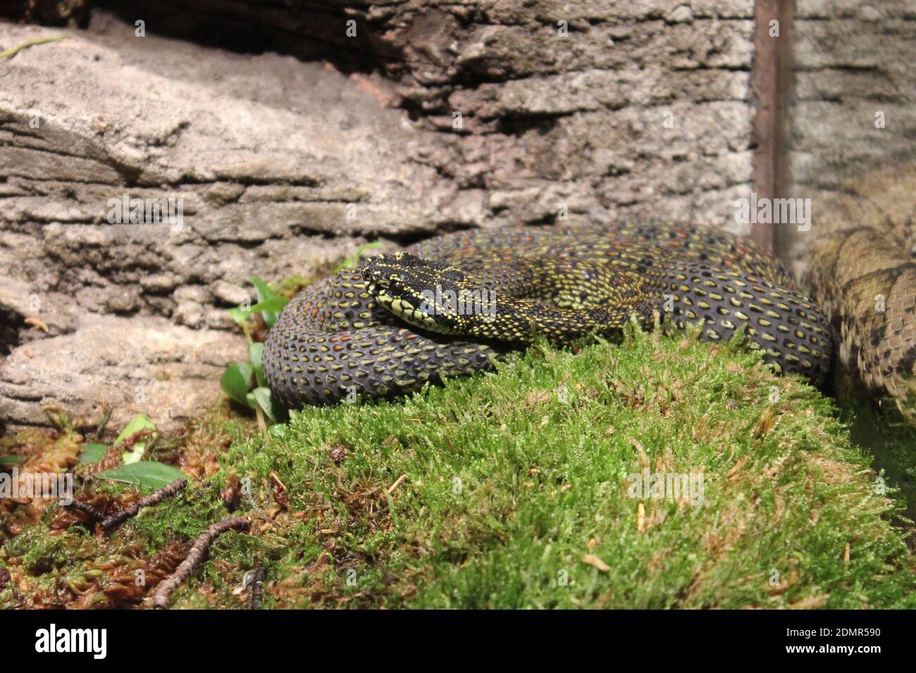 Solid snake hi-res stock photography and images - Alamy