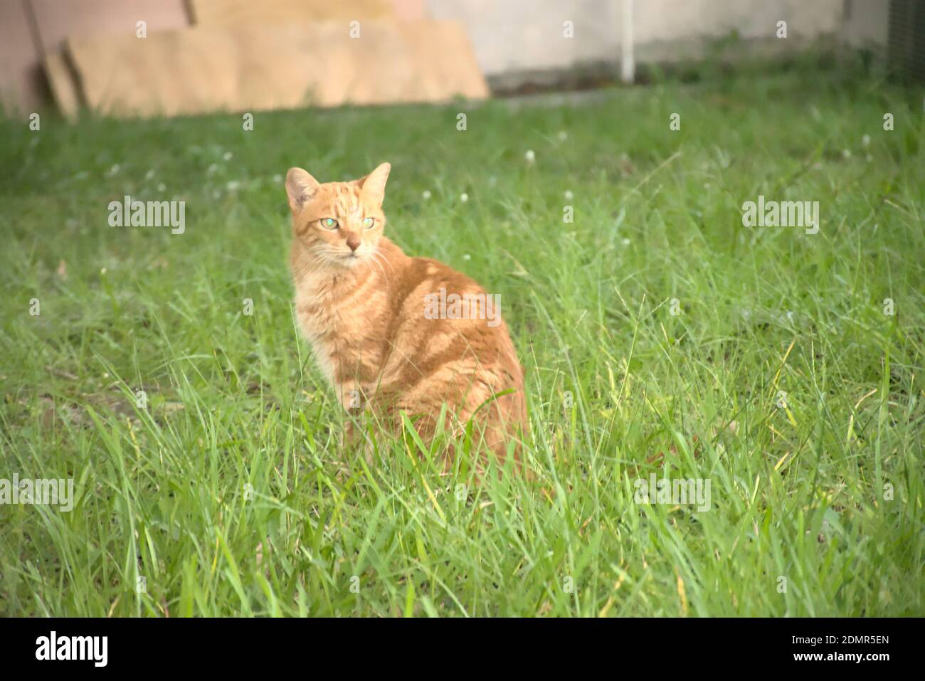 These photographs are of domestic cats commonly called house cats or ...