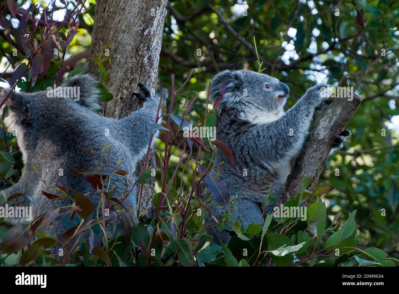 Koala bears sleeping hi-res stock photography and images - Alamy