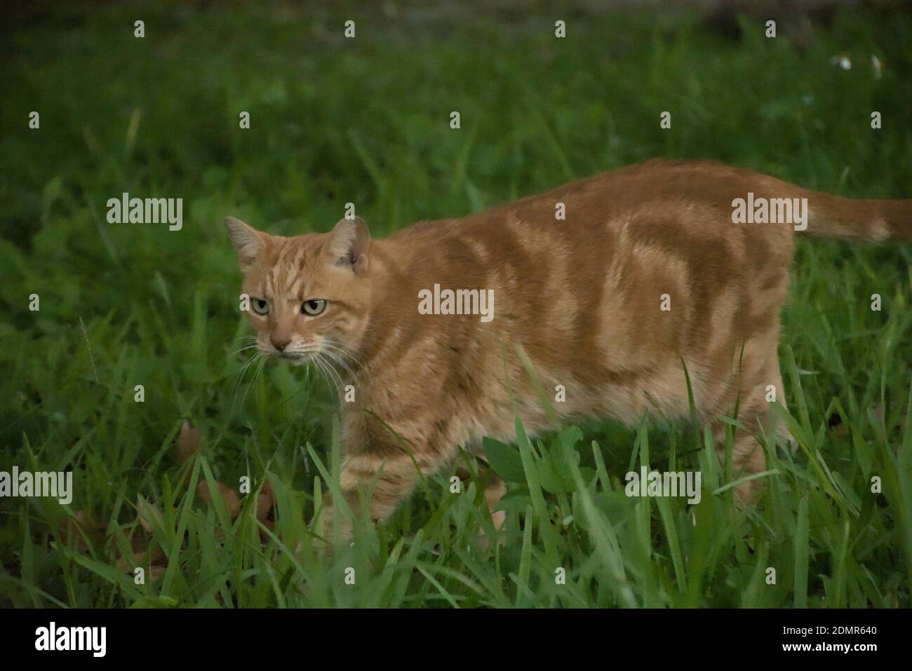 These photographs are of domestic cats commonly called house cats or ...