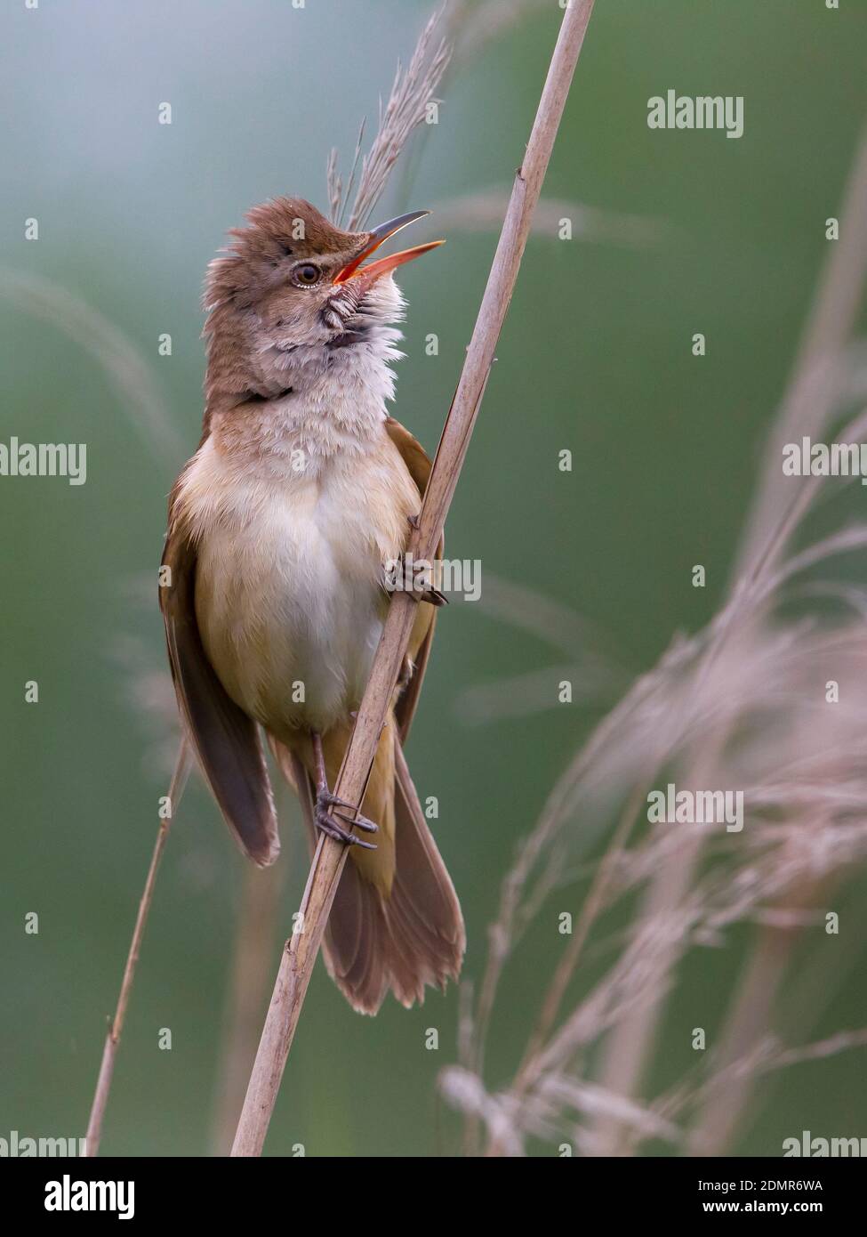Grote Karekiet zingend in het riet; Great Reed Warbler singing in reed ...