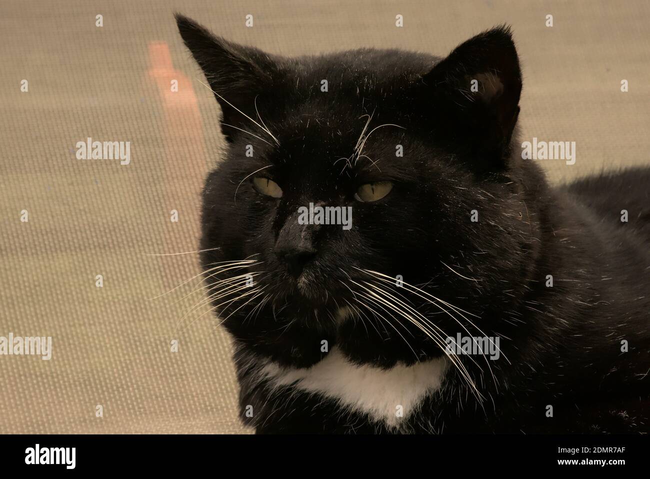 These photographs are of domestic cats commonly called house cats or ...