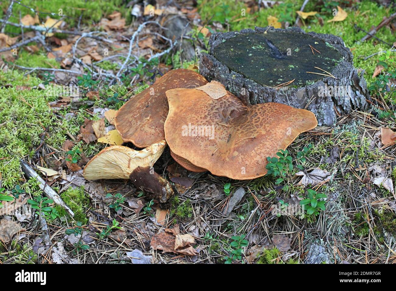 Tapinella atrotomentosa, known as the velvet roll-rim or velvet-footed ...