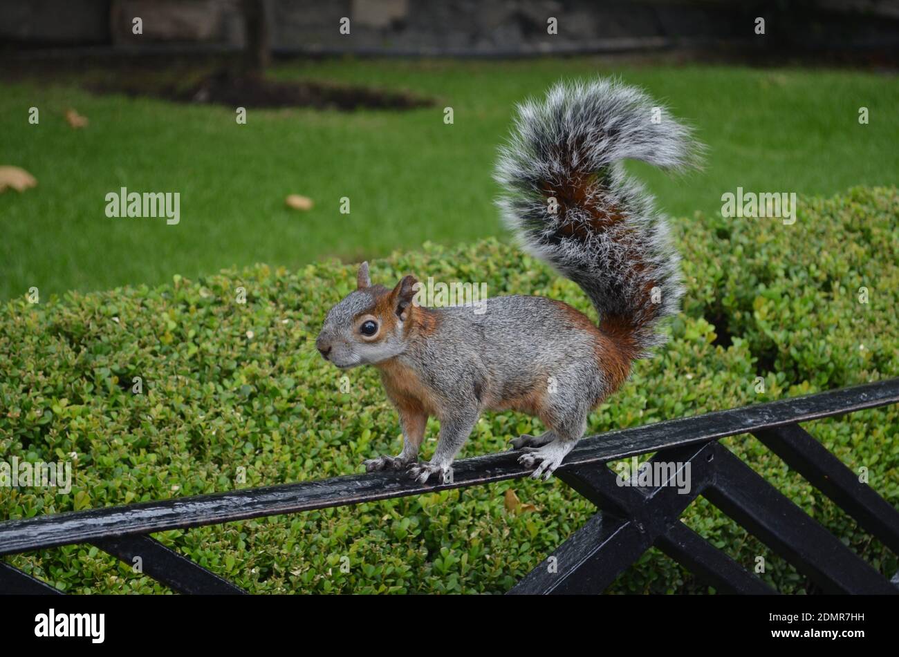 Squirrel On Fence Stock Photo - Alamy