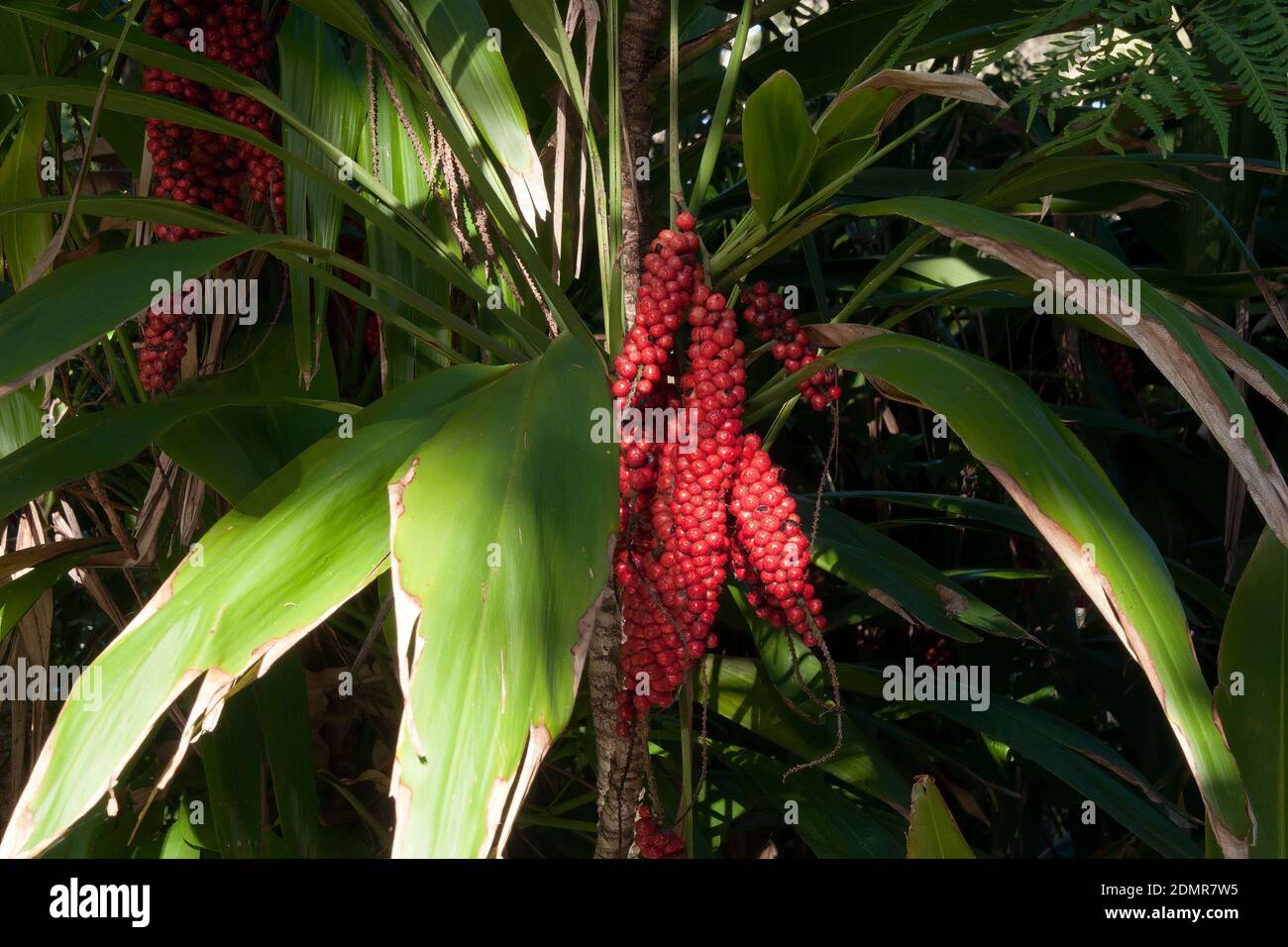 Sydney Australia, palm tree with bunches of red seeds Stock Photo - Alamy