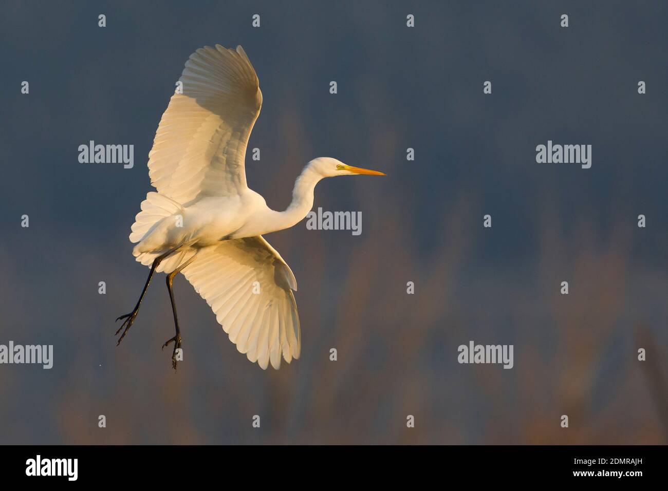 Grote Zilverreiger, Great Egret, Egretta alba Stock Photo - Alamy