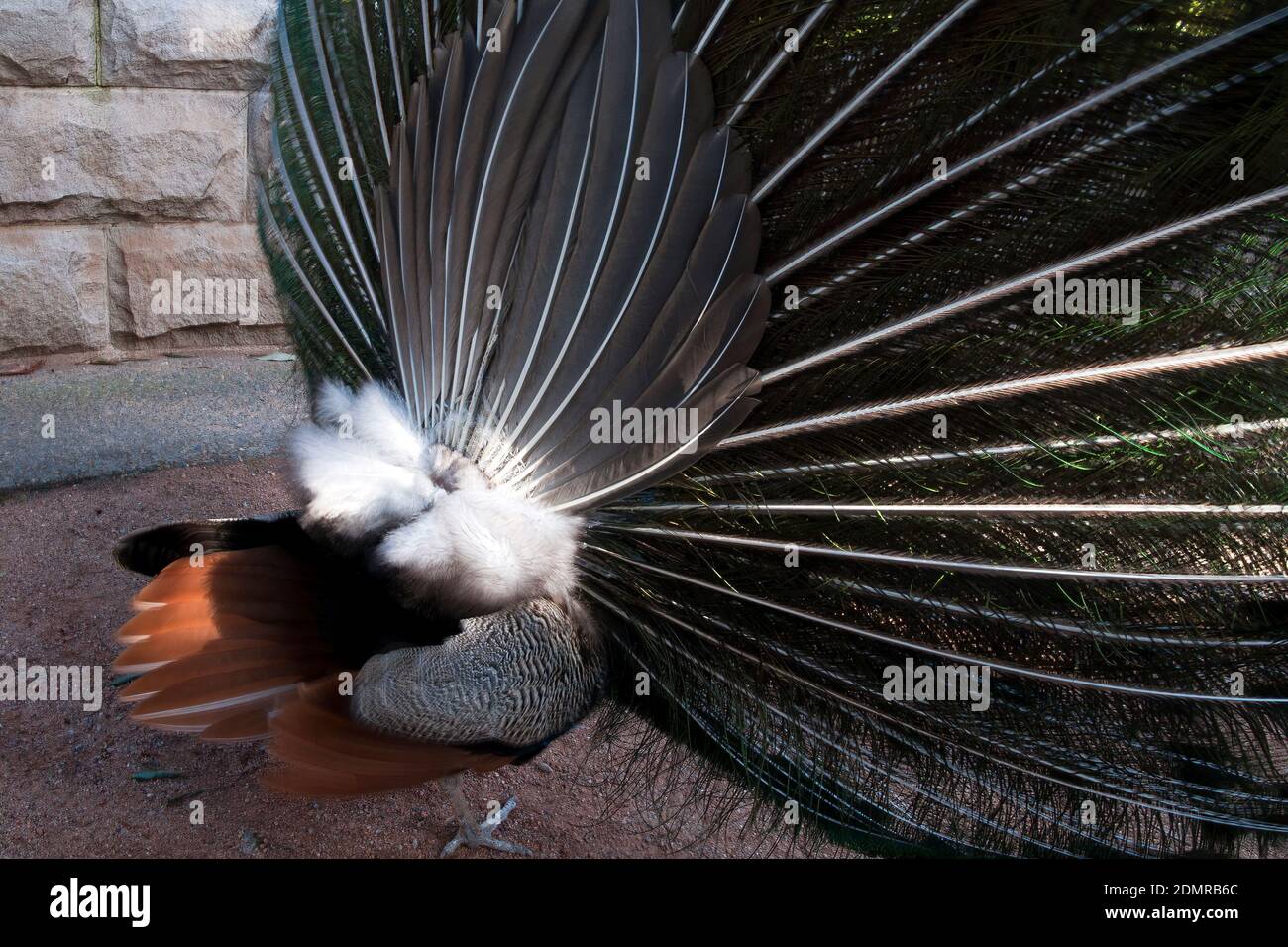 Rear view of a male peacock in full display Stock Photo - Alamy