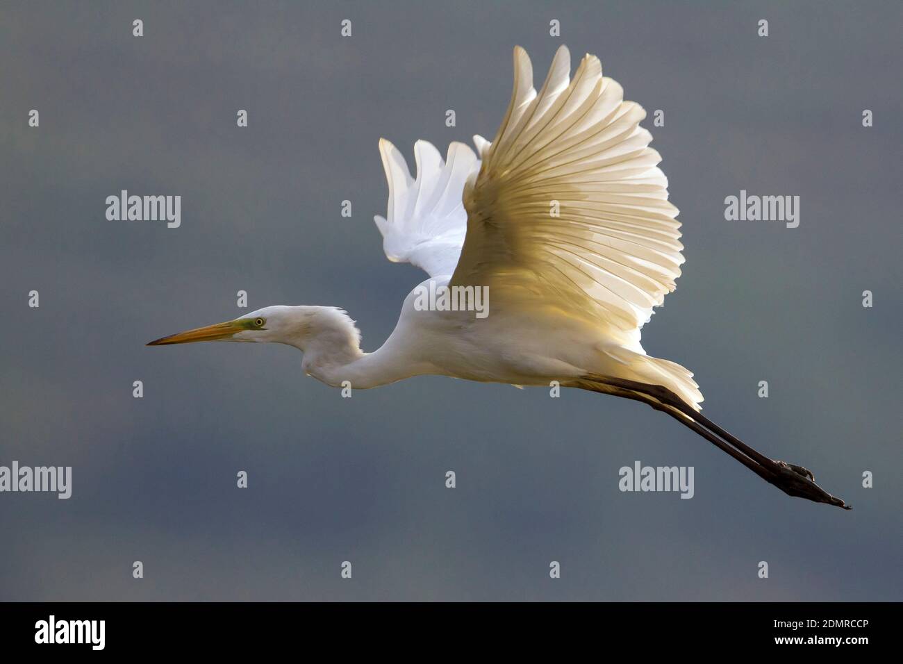 Grote Zilverreiger, Great Egret, Egretta alba Stock Photo - Alamy