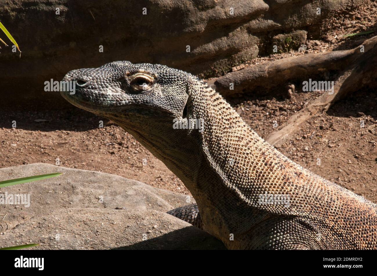 Sydney Australia, closeup of the head and neck of a komodo dragon Stock ...