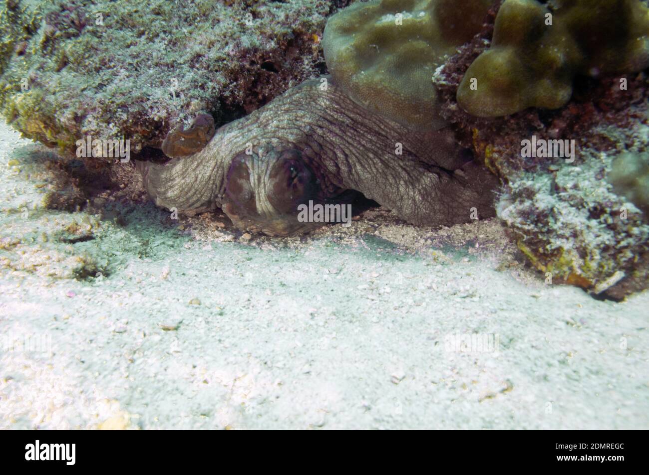 Hiding Common Octopus (Octopus vulgaris) in a rock hole Stock Photo - Alamy
