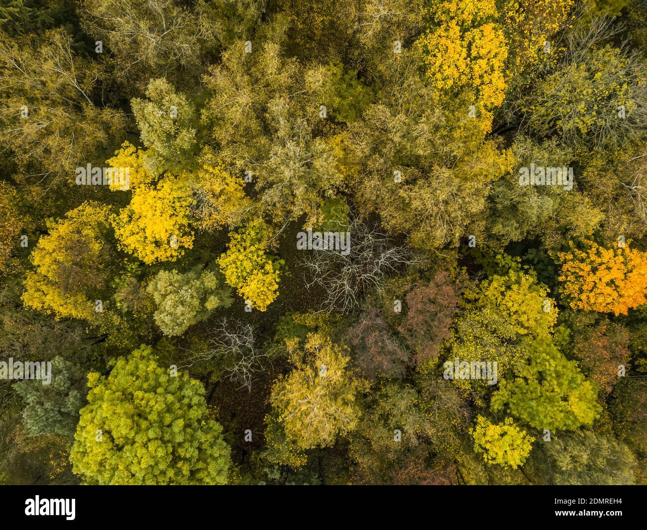 Aerial view of trees in the autumn forest. Beautiful colors of autumn ...