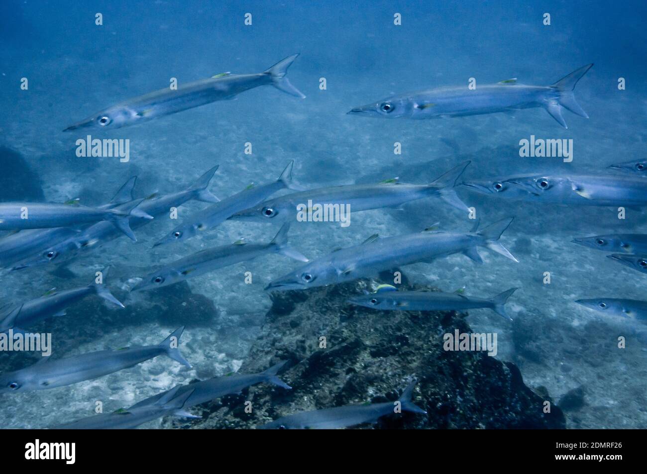 School of Bigeye Barracuda (Sphyraena forsteri Stock Photo - Alamy